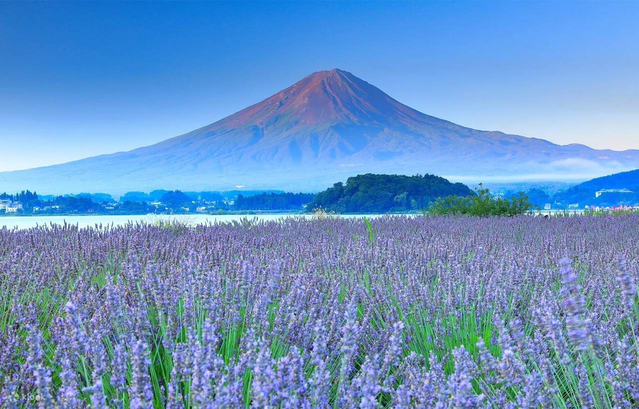 [Mount Fuji Popular Spots One-Day Tour] Arakurayama Sengen Park ...
